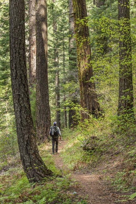 Section Hiking the Pacific Crest Trail in Northern California ...